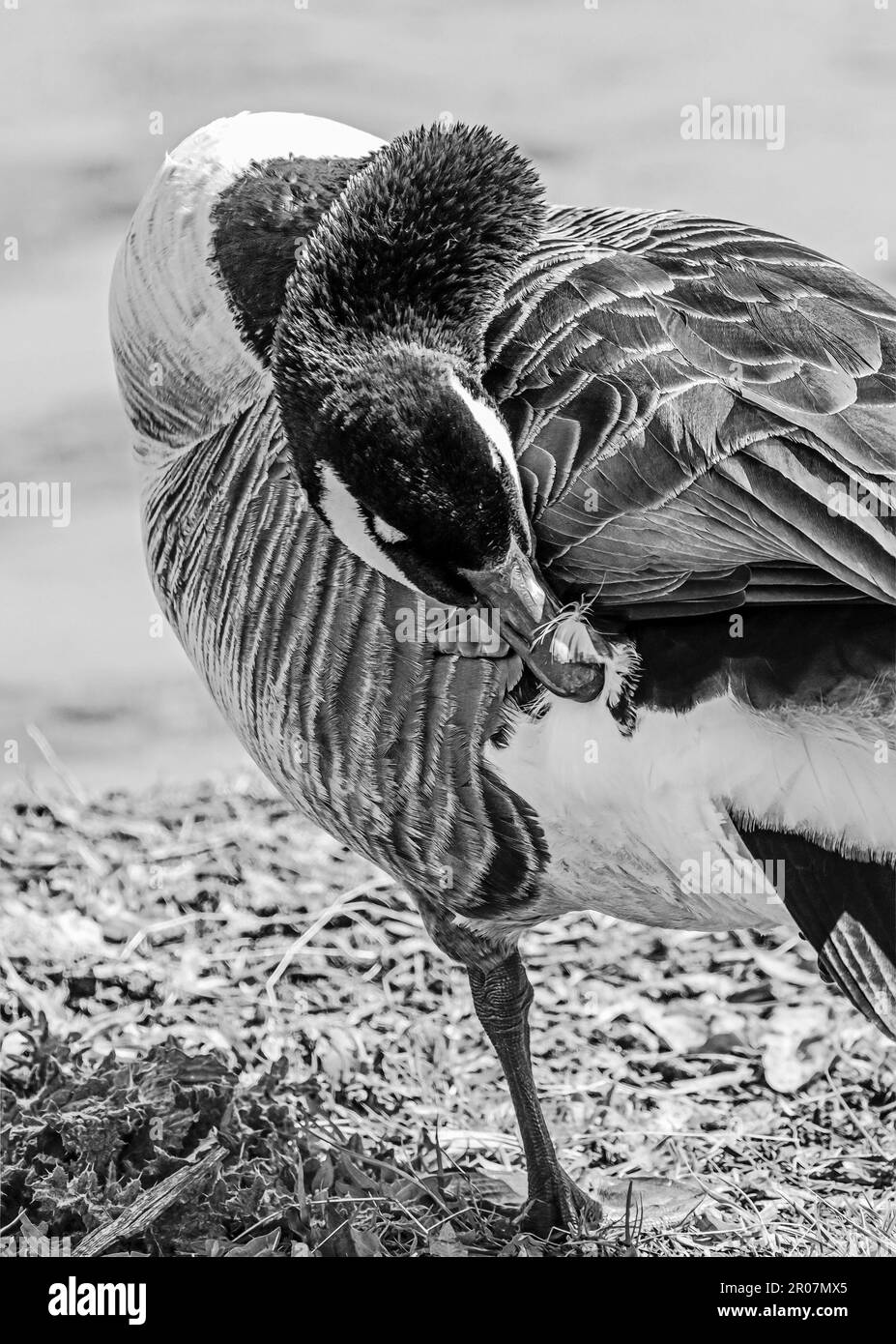Monochrome photo illustration of a Canada Goose preening itself ...