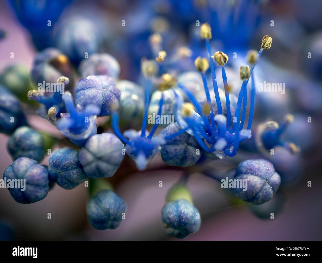 Blue Hydrangea Buds Stock Photo - Alamy