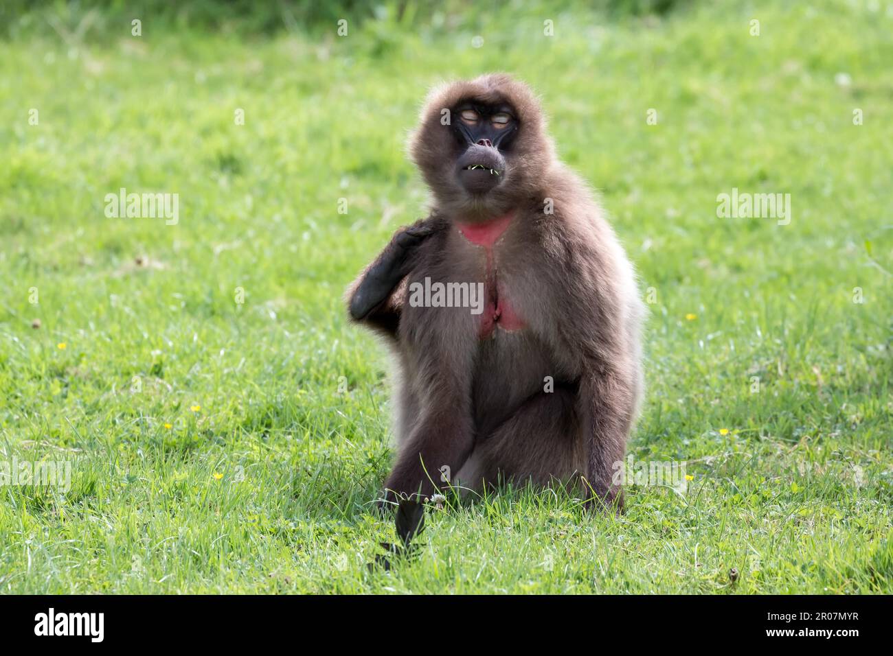 Gelada Baboon (Theropithecus gelada Stock Photo - Alamy