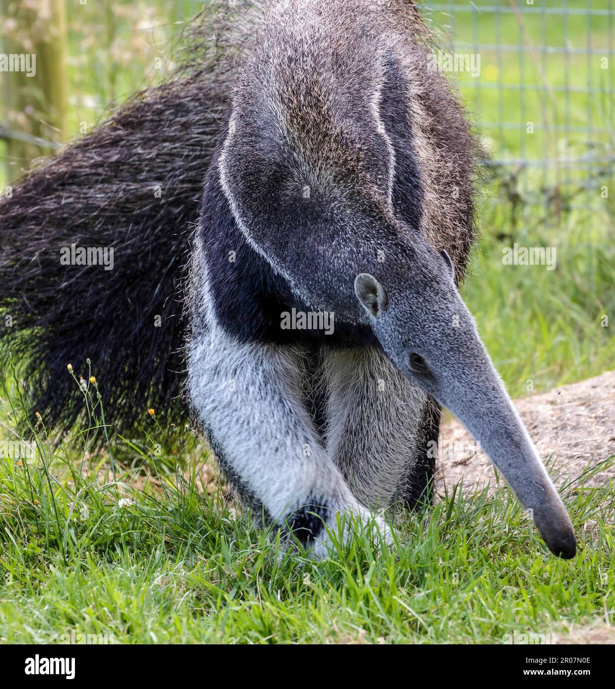 Giant Anteater (Myrmecophaga triductyla Stock Photo - Alamy