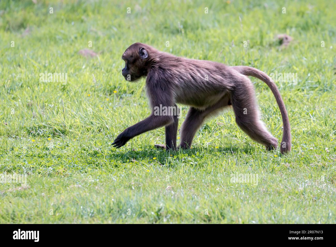 Gelada Baboon (Theropithecus gelada Stock Photo - Alamy