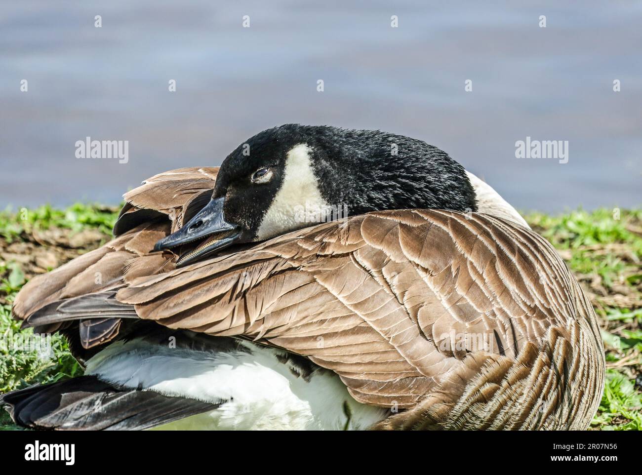 A Canada Goose in profile preening itself with ‘teeth’ showing. In ...