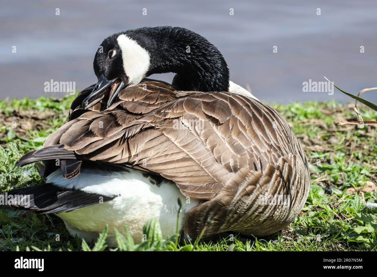 A Canada Goose in profile preening itself with ‘teeth’ showing. In ...