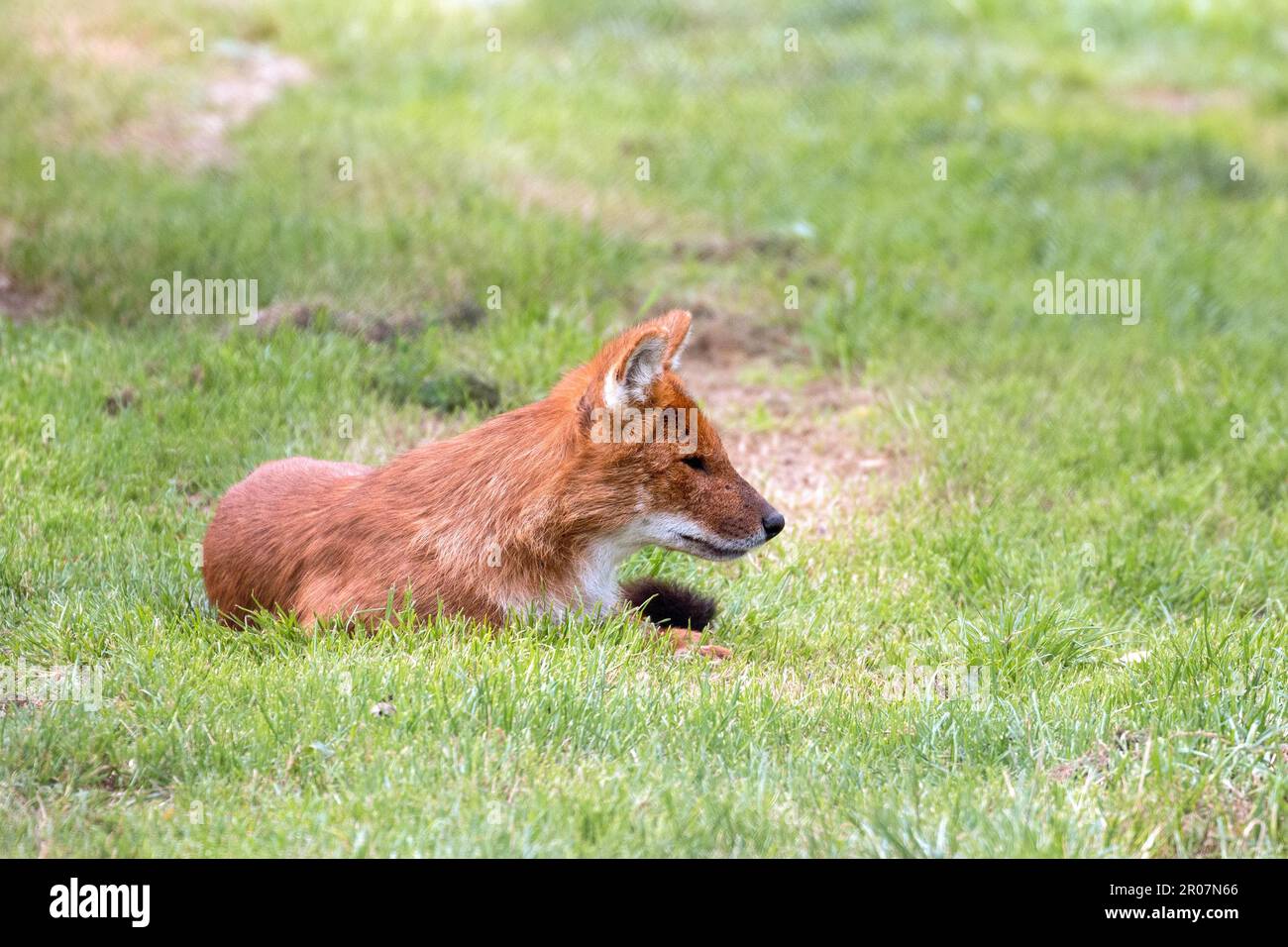 Dhole also called the Asiatic wild dog (Cuon alpinus) or Indian wild ...