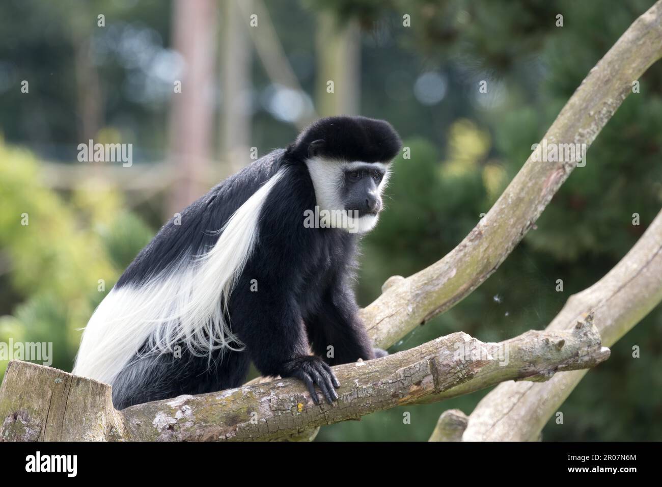 Black and White Colobus (Colubus Stock Photo - Alamy