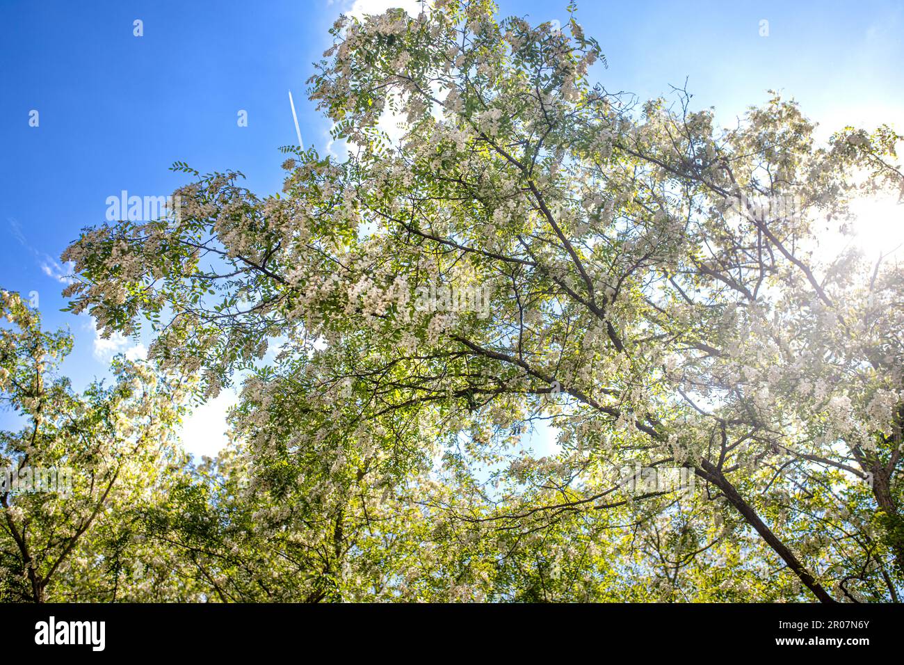 Natural light. Acacia tree with flowers in summer. Fragrant white ...