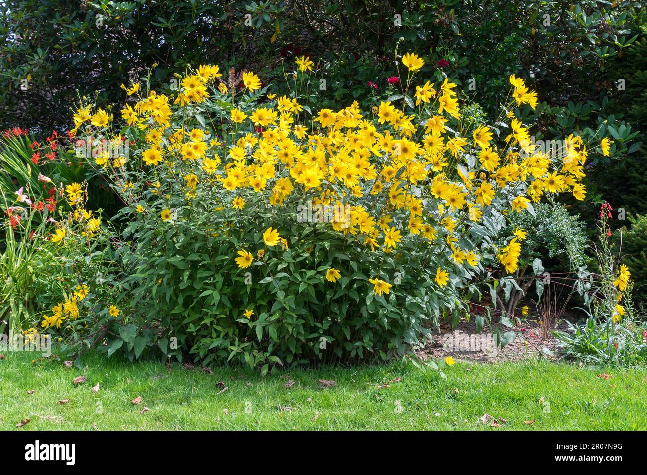 Yellow daises hi-res stock photography and images - Alamy