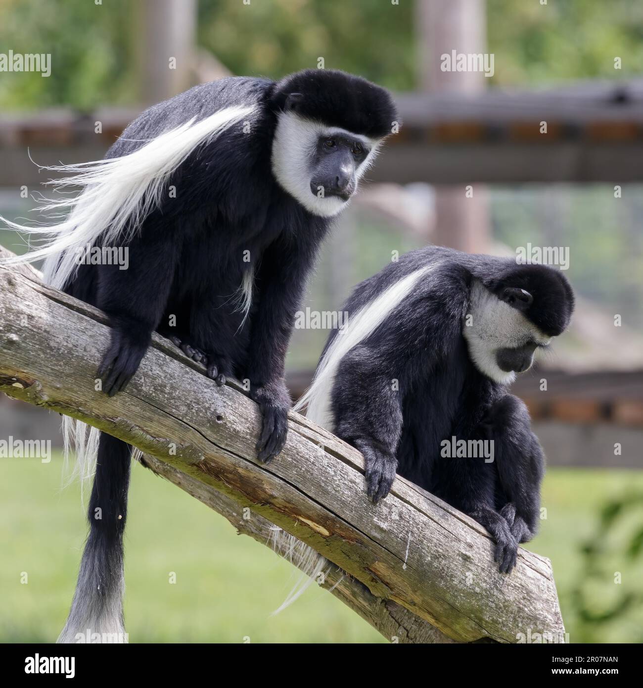 Angolan black and white colobus hi-res stock photography and images - Alamy