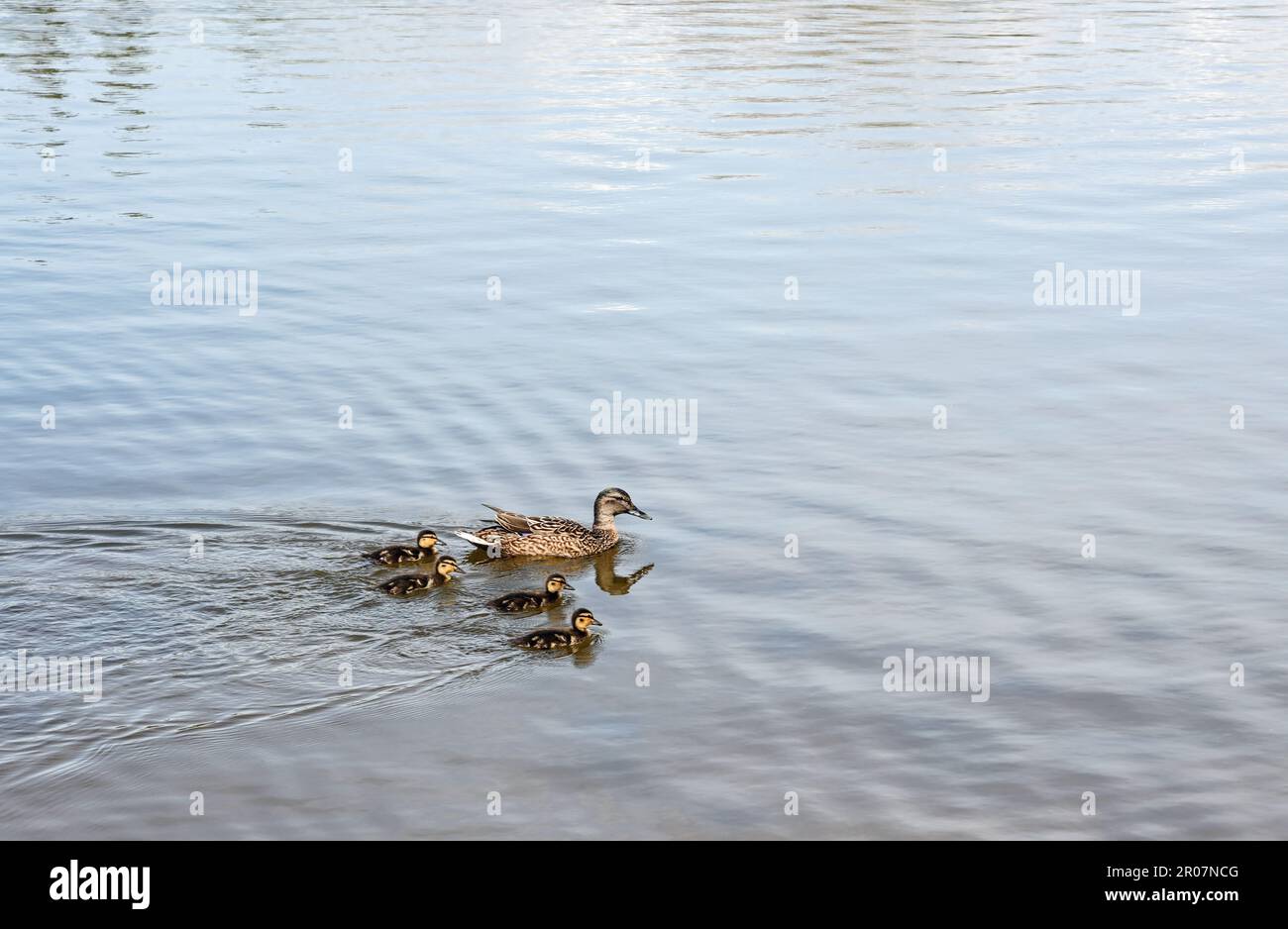 A female Mallard Duck with ducklings in a generic shot on Millbrook ...