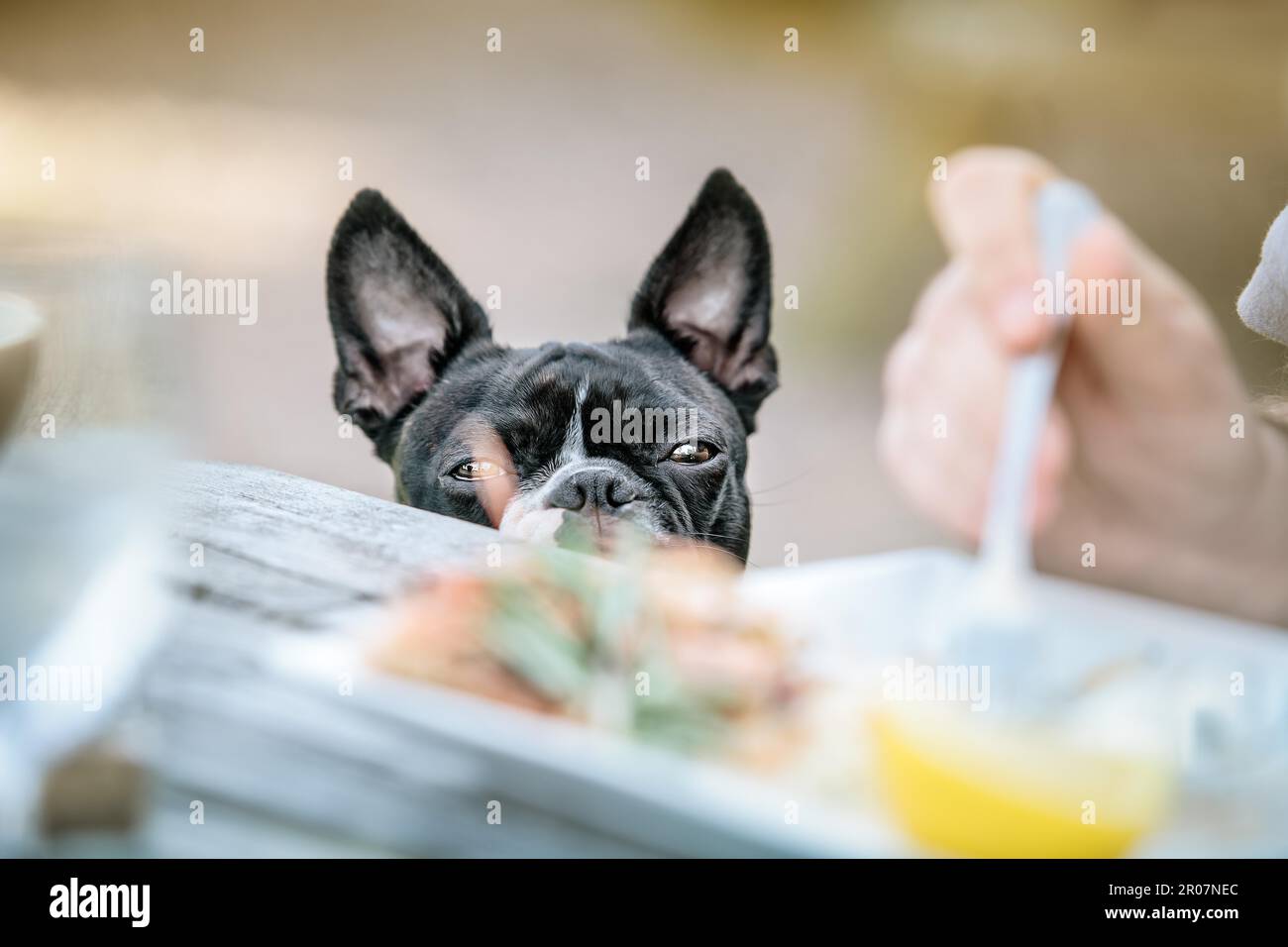 Boston Terrier watches master eat in restaurant Stock Photo - Alamy