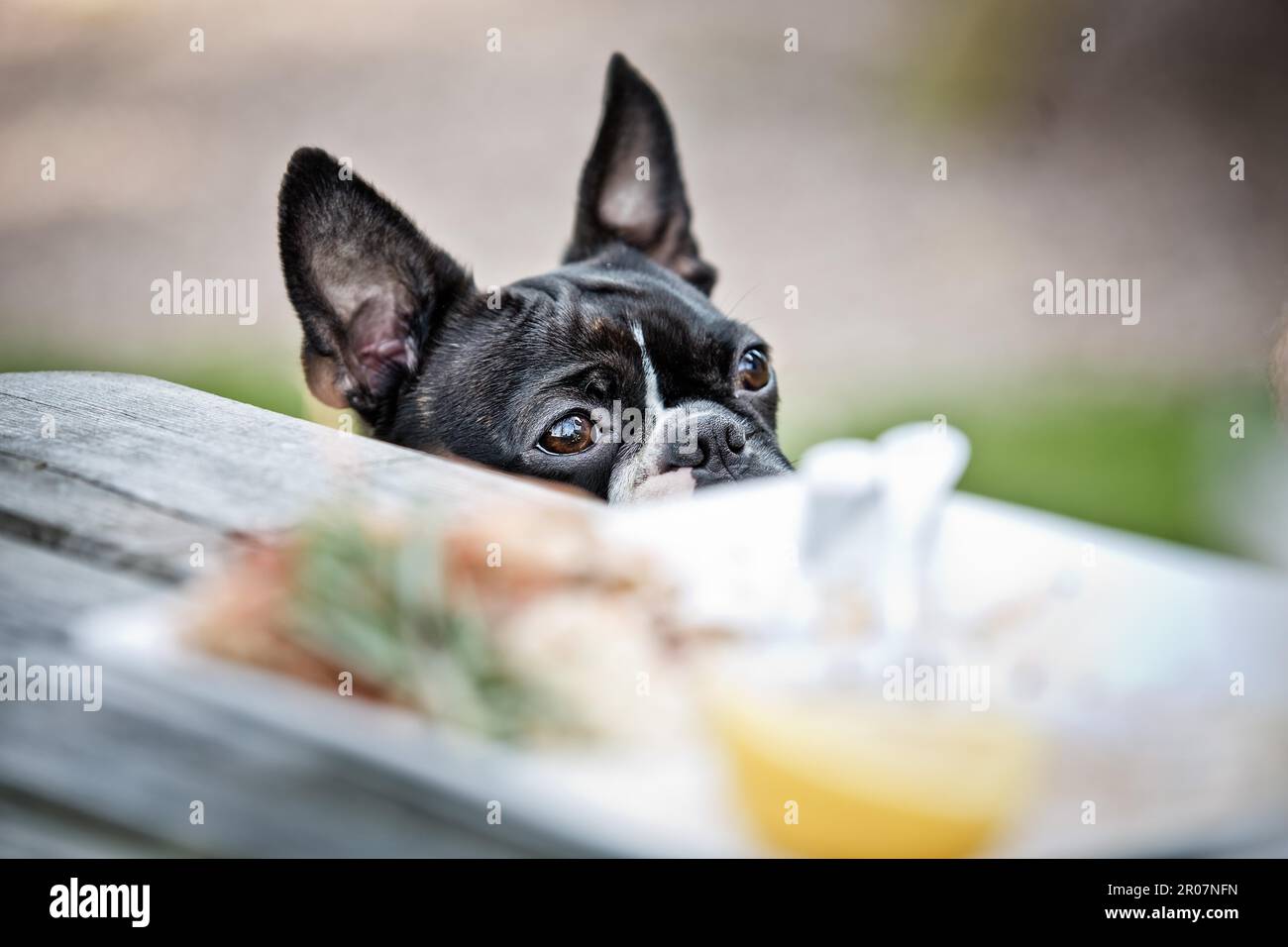 Boston Terrier watches master eat in restaurant Stock Photo - Alamy