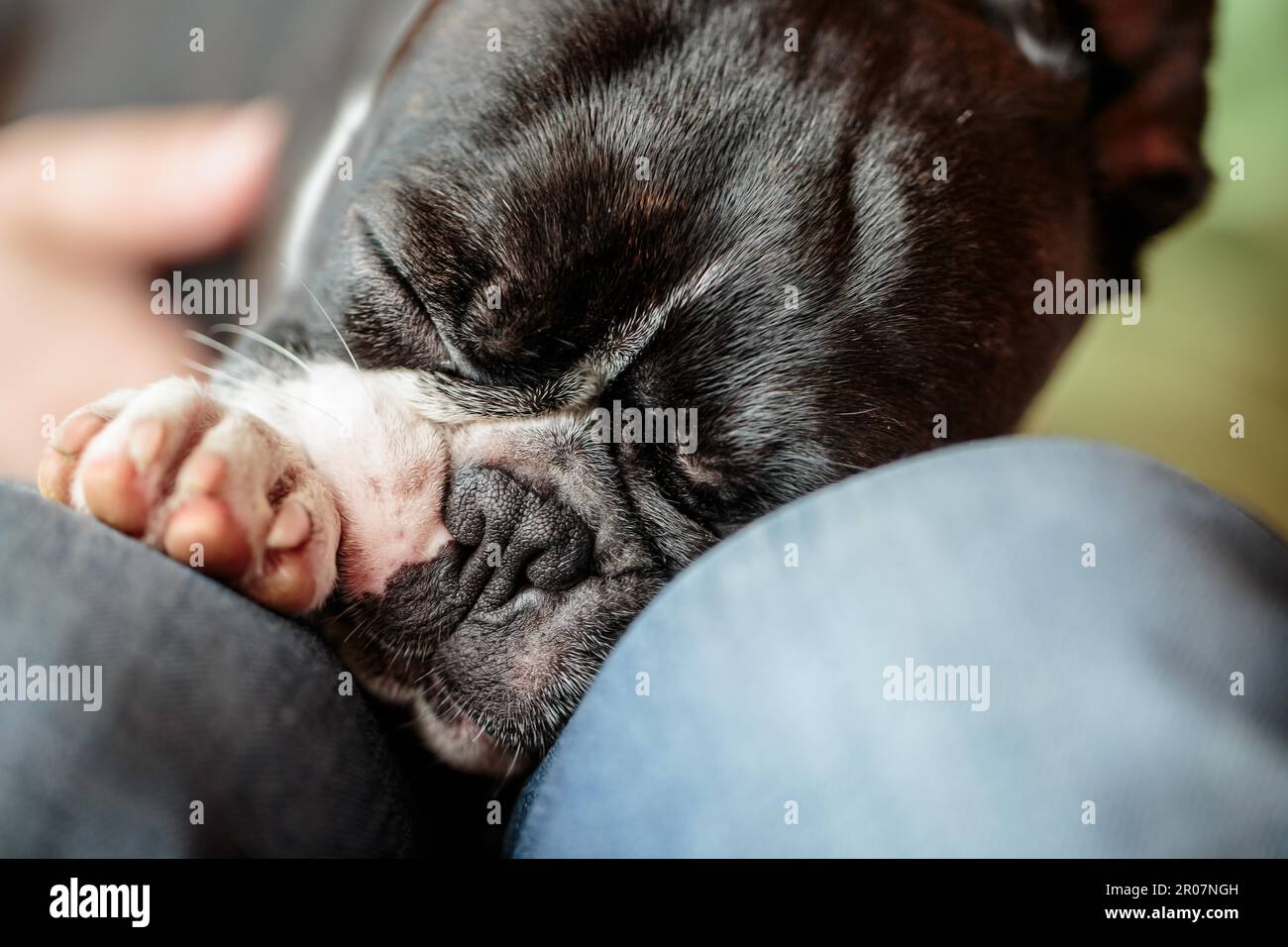 Close-up face and paw of a sleeping Boston Terrier Stock Photo - Alamy