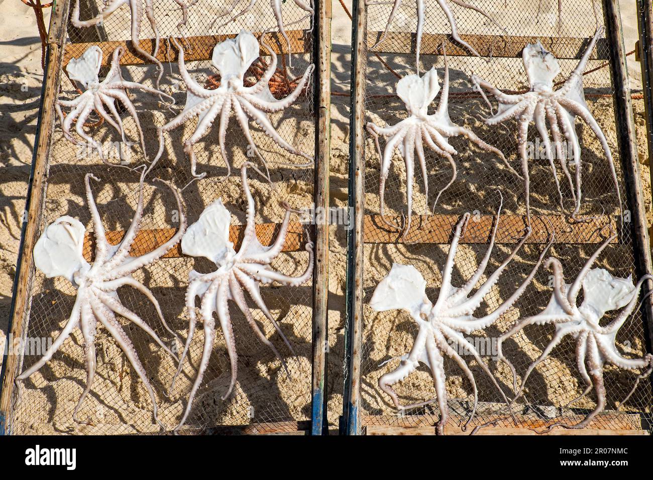 Drying squid seen on a beach in Portugal Stock Photo - Alamy