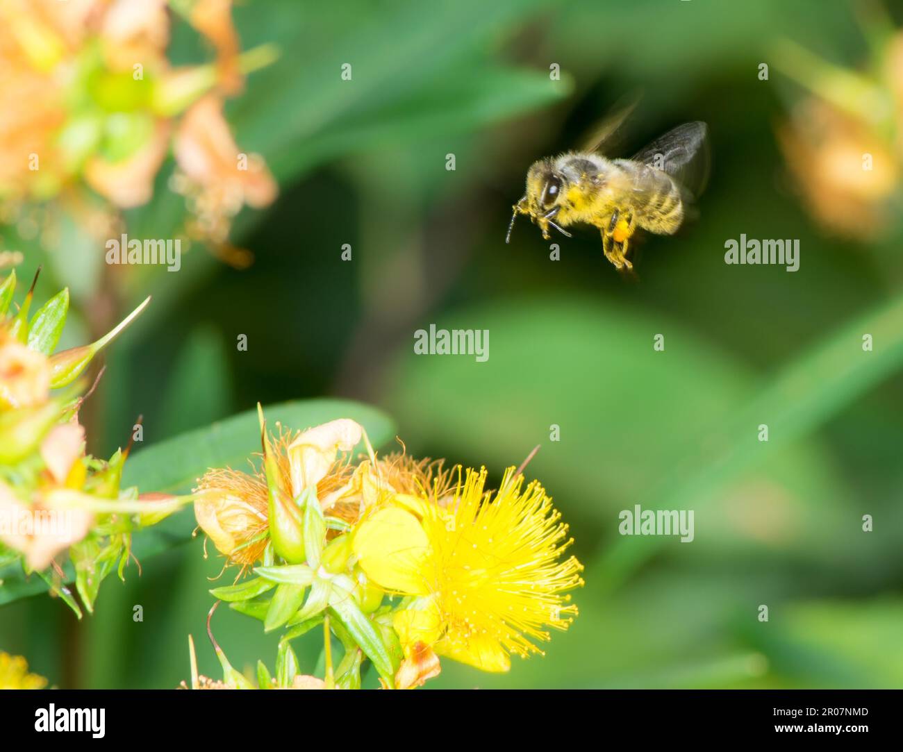 Bee flying to a Hypericum (Saint John's wort) flower bush Stock Photo ...
