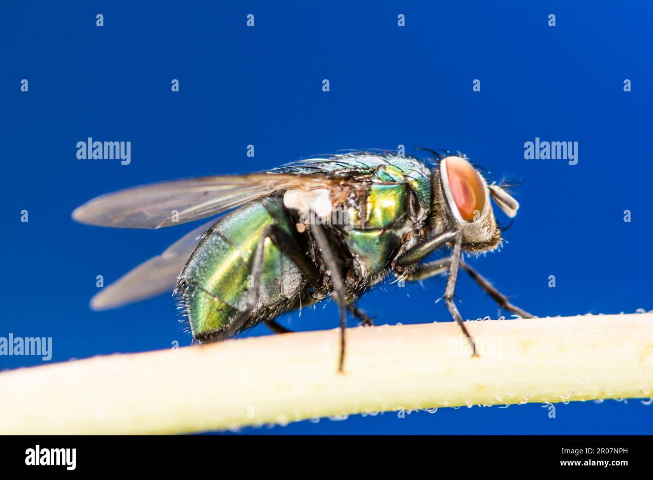 Insect macro of a blowfly Stock Photo - Alamy