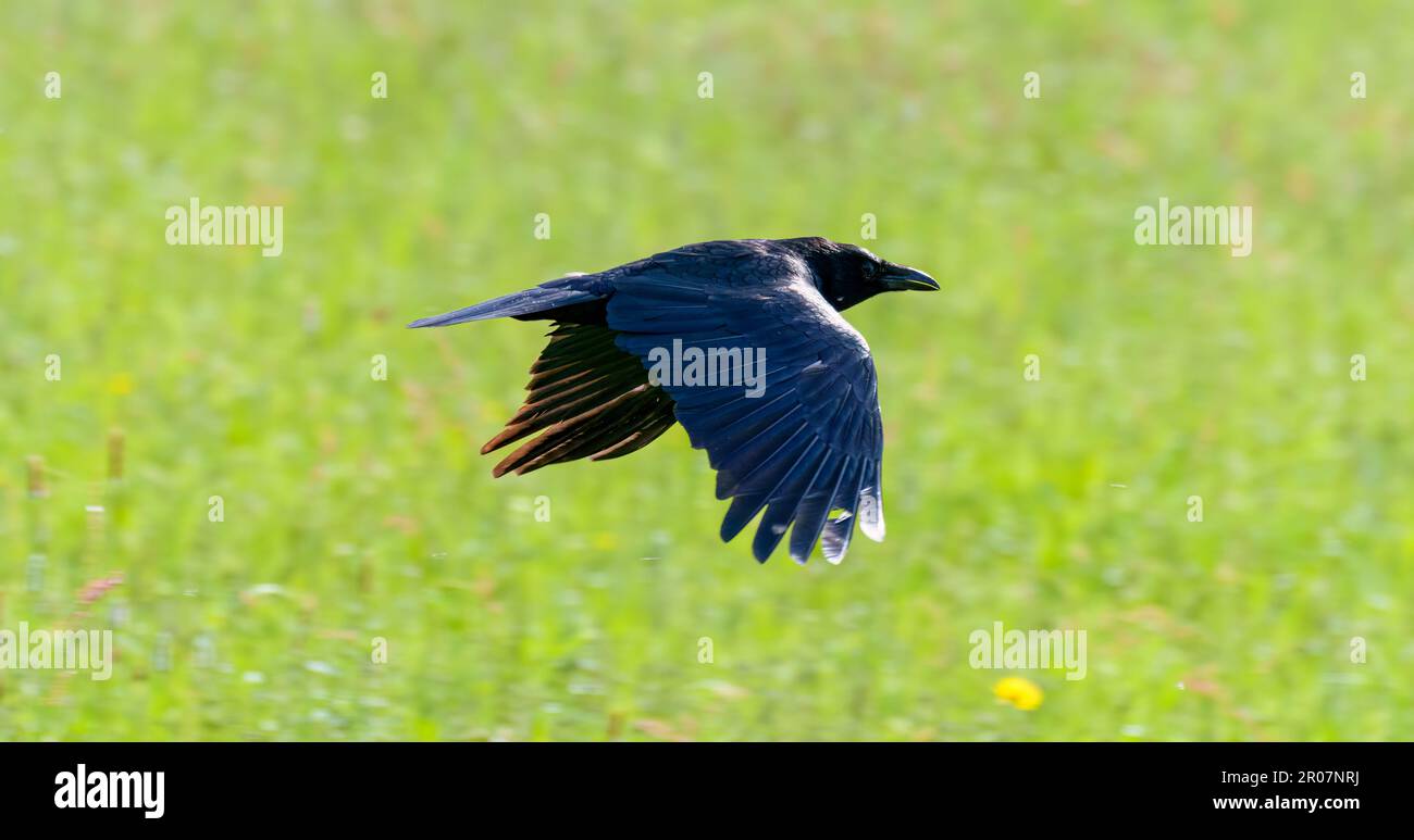 Common Raven in flight over green field Stock Photo - Alamy