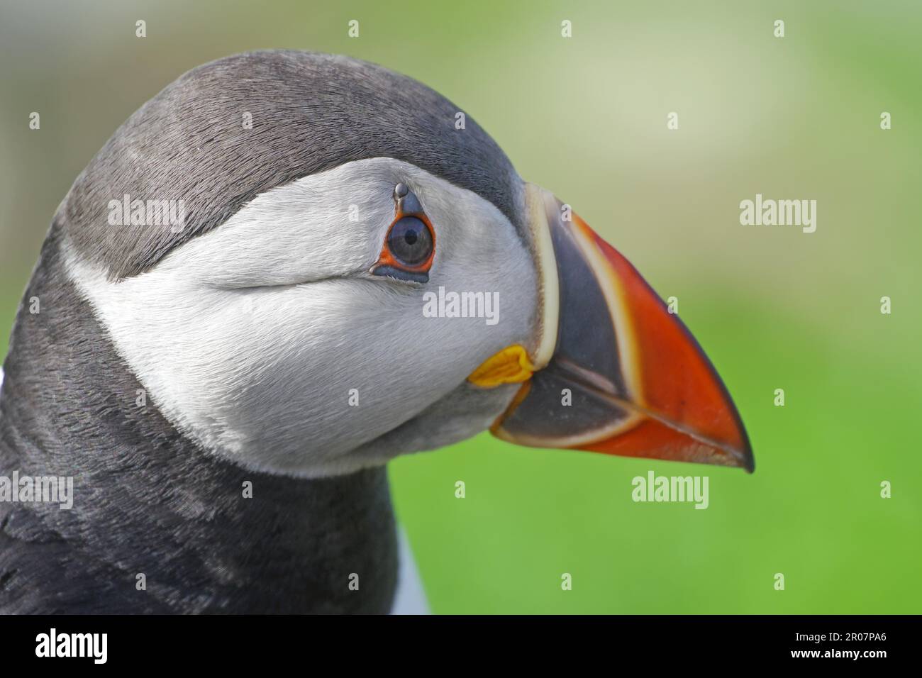 Head of a puffin with coloured beak, Vardoe, Hornoeya, Varanger ...