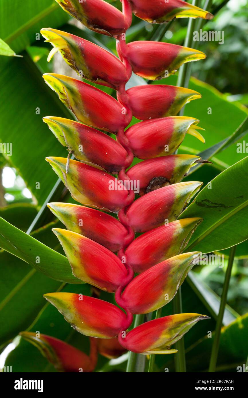 Heliconia (Heliconia pendula), Occurrence South Mexico Stock Photo - Alamy