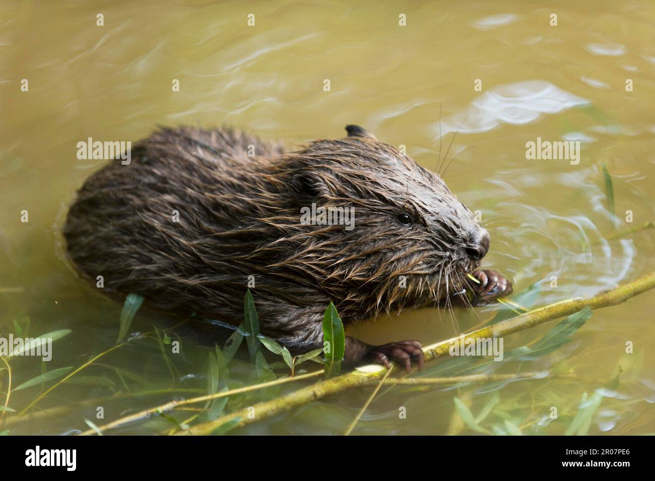 European beaver (Castor fiber), juvenile, Rosenheim, Bavaria, Germany ...
