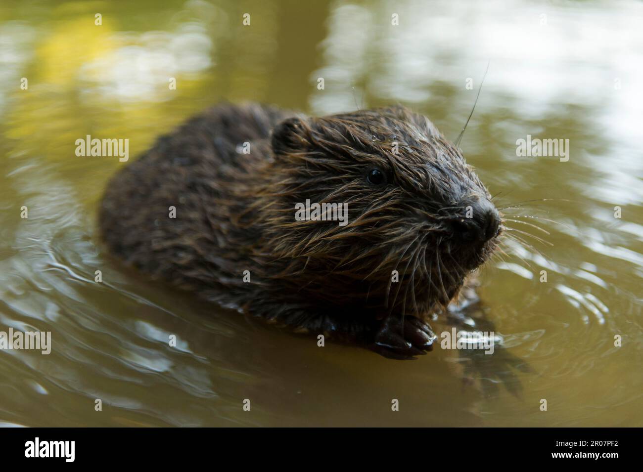 European beaver (Castor fiber), juvenile, Rosenheim, Bavaria, Germany ...