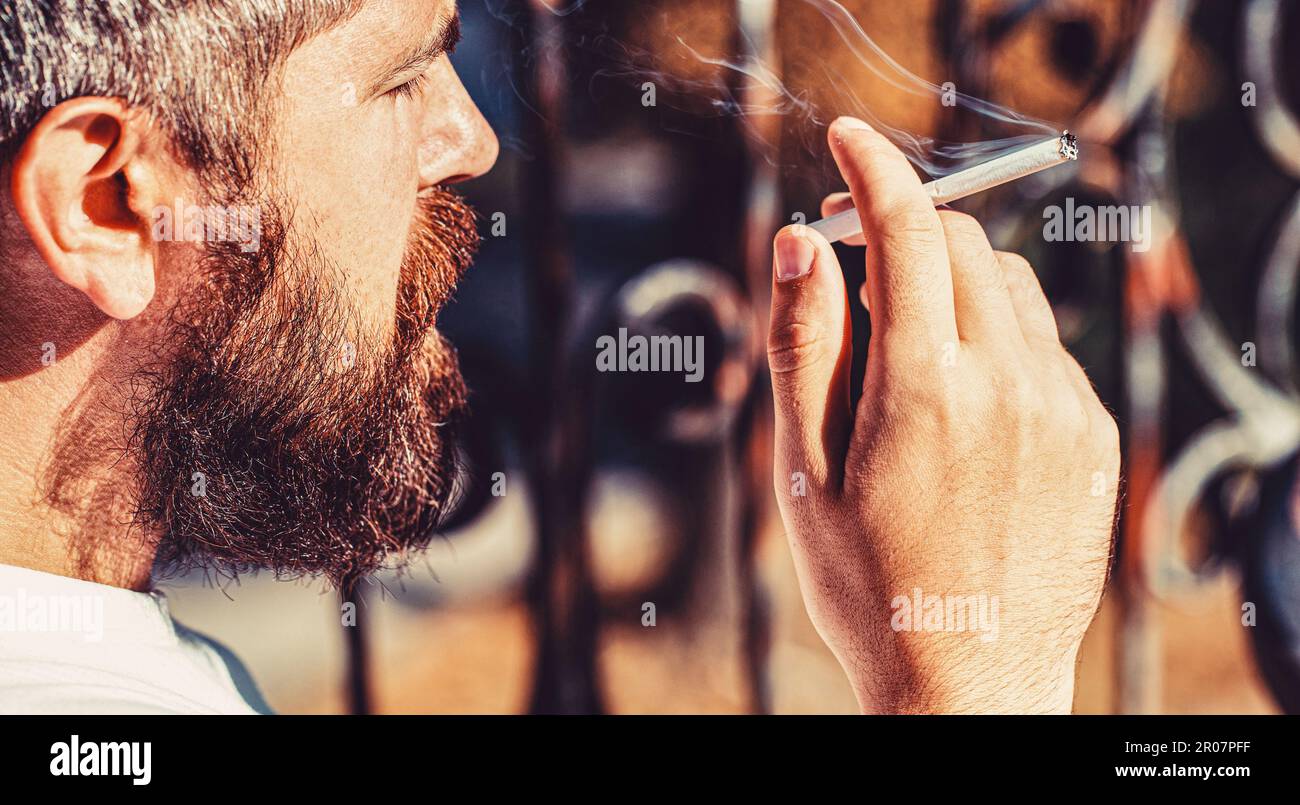 Smoldering cigars. Smoking male, smoke cigar. Smoking man with beard ...