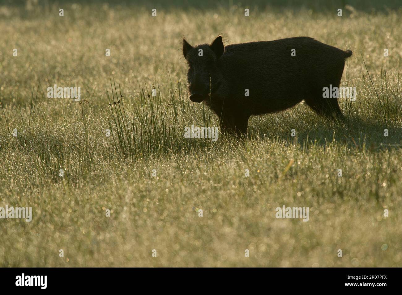 Side view of wild boar hi-res stock photography and images - Alamy
