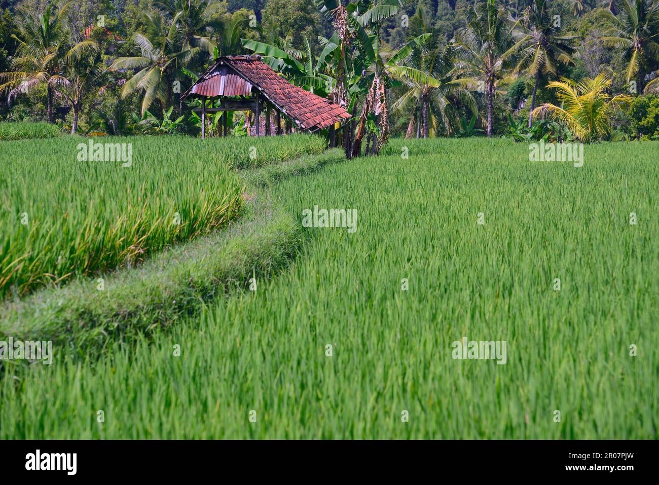 Rice field in Central Bali, Munduk, Bali, Indonesia Stock Photo - Alamy