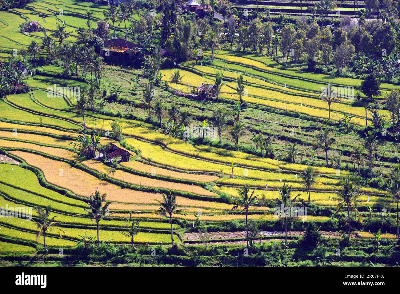 Rice fields and rice terraces, Central Bali, Munduk, Bali, Indonesia ...