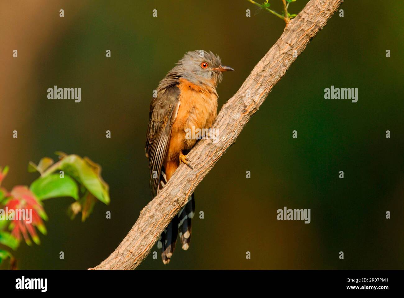 Plaintive Cuckoo, Plaintive Cuckoos, Animals, Birds, Cuckoo birds ...