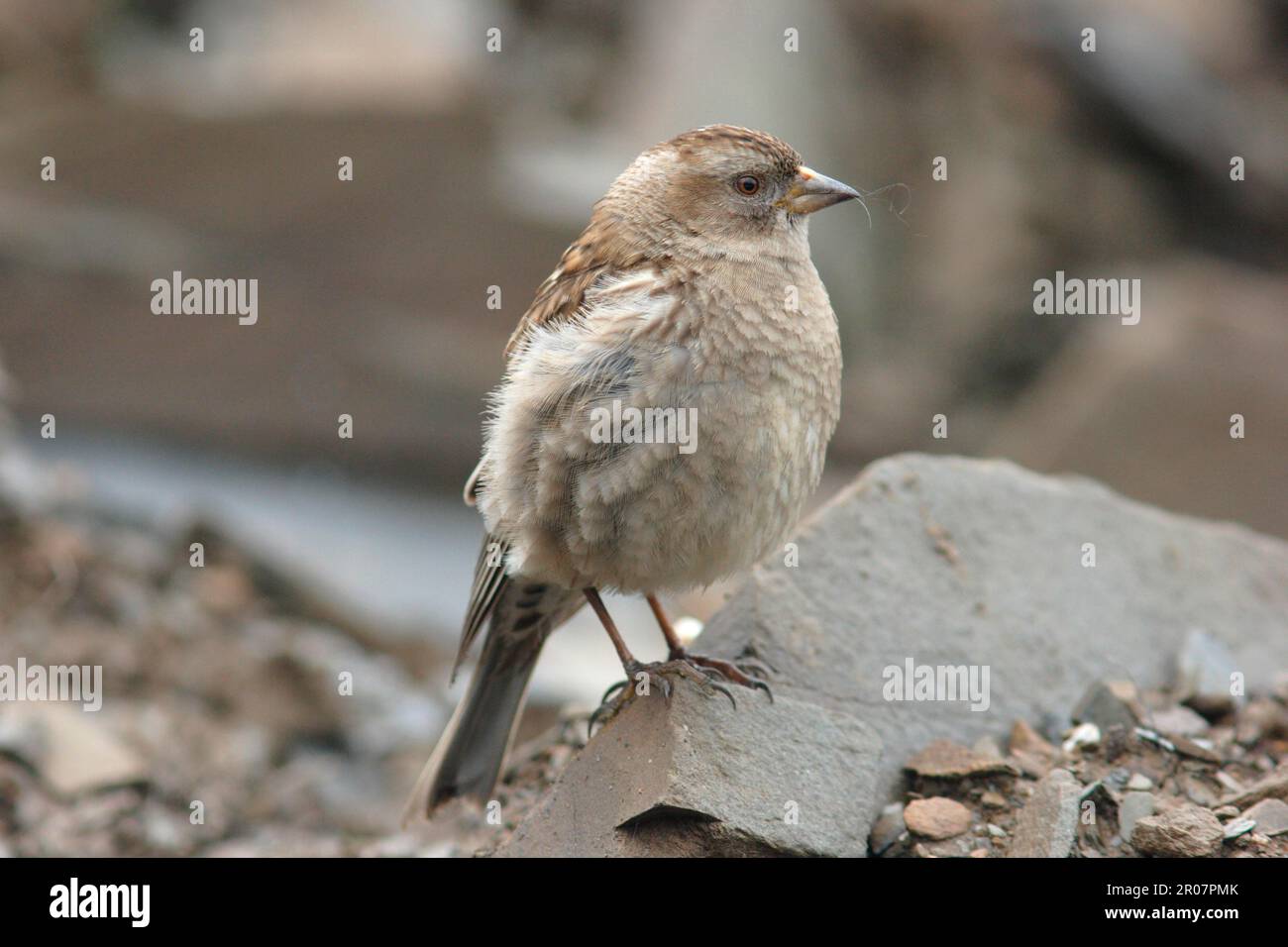 Rose finch hi-res stock photography and images - Alamy