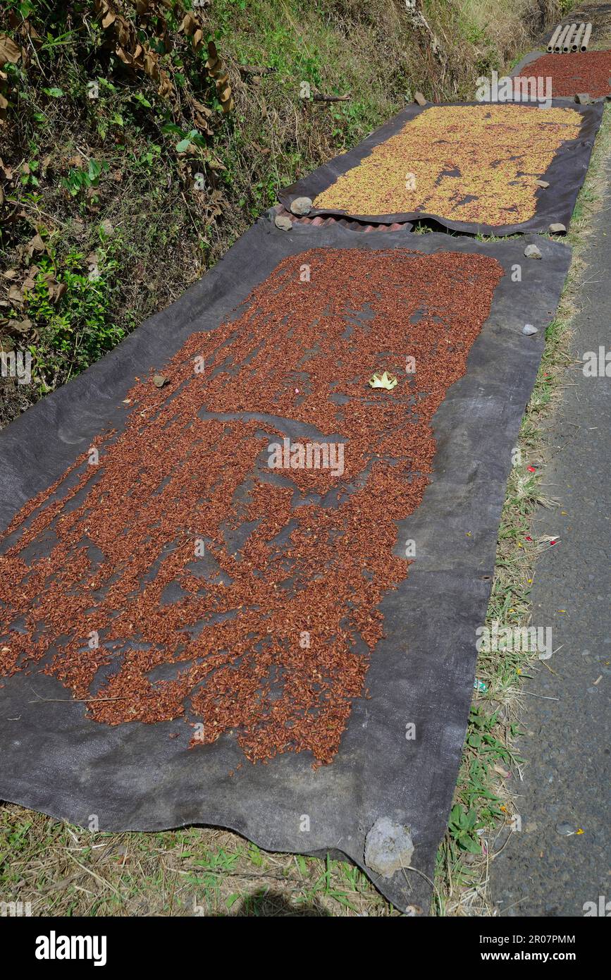 Cloves (Syzygium aromaticum), clove laid out to dry, Munduk, Bali ...