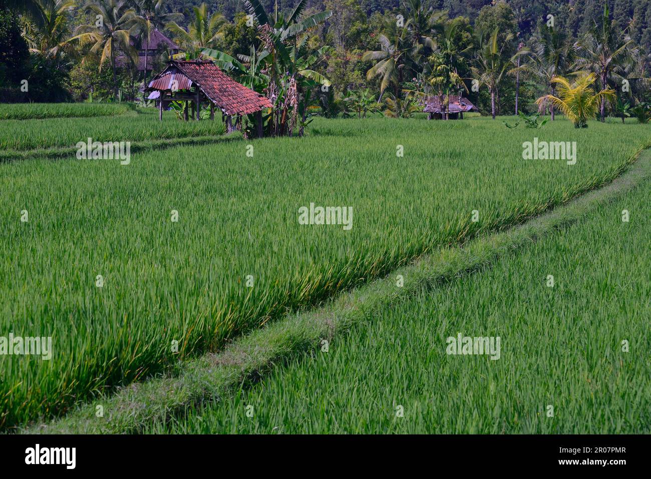 Rice field in Central Bali, Munduk, Bali, Indonesia Stock Photo - Alamy