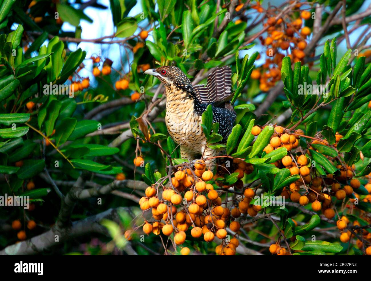 Australian Koel (Eudynamys cyanocephala) immature perched in fruiting ...