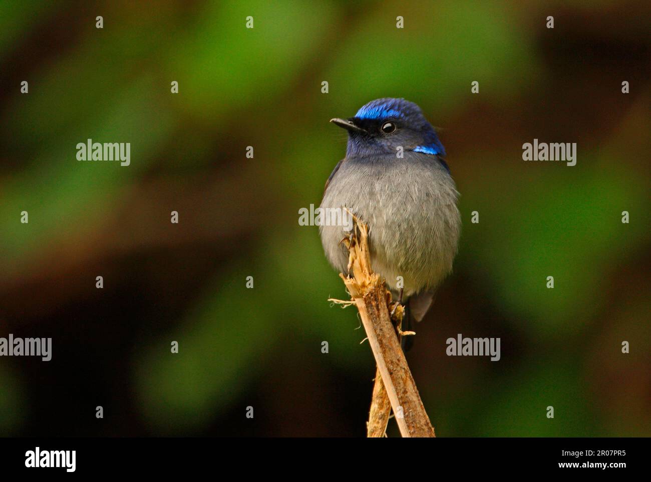 Small Niltava (Niltava macgrigoriae signata), adult male, perched on ...