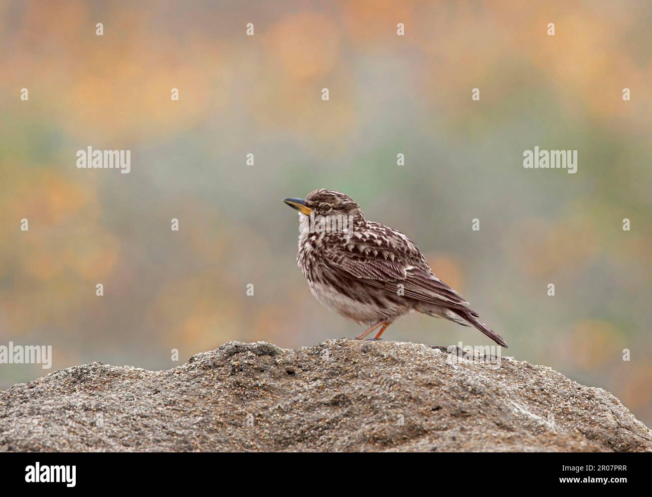 Cape clapper lark (Mirafra apiata) Clapper Lark, songbirds, animals, birds, larks, Clapper Lark ...