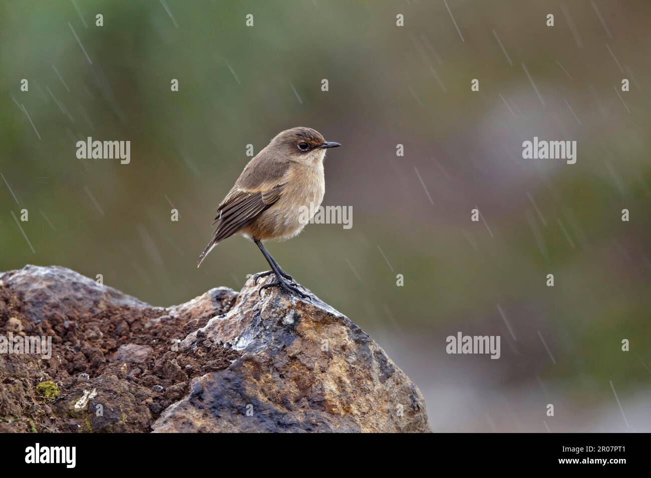 Moorland chat (Cercomela sordida), songbirds, animals, birds, Moorland ...