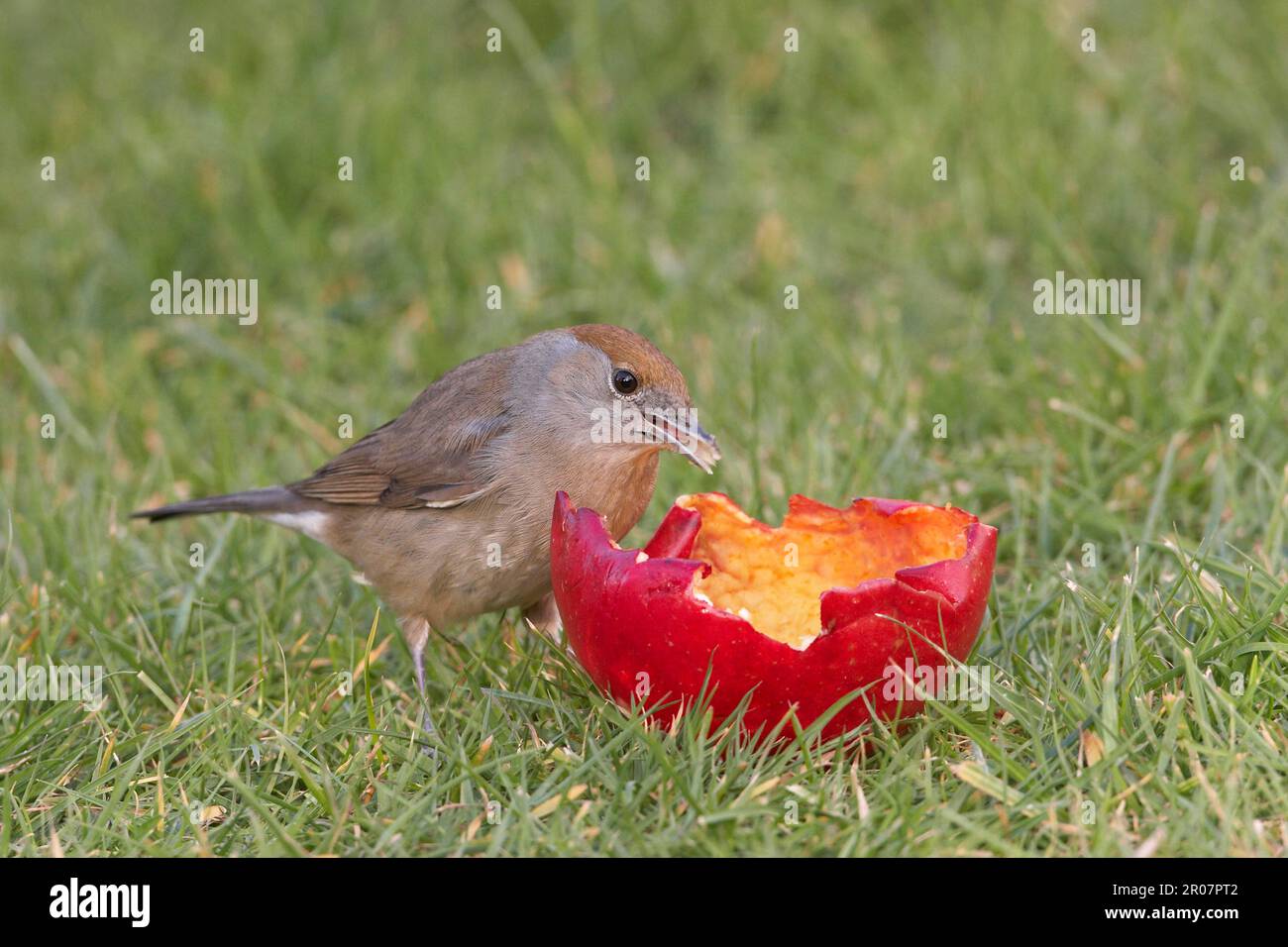 Blackcap, blackcaps (Sylvia atricapilla), songbirds, animals, birds ...