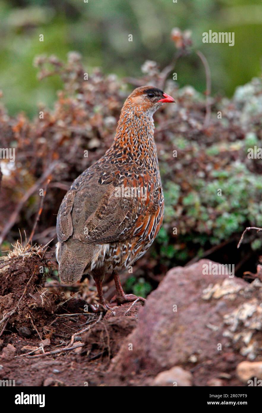 Adult chestnut-naped francolin (Francolinus castaneicollis) with ...