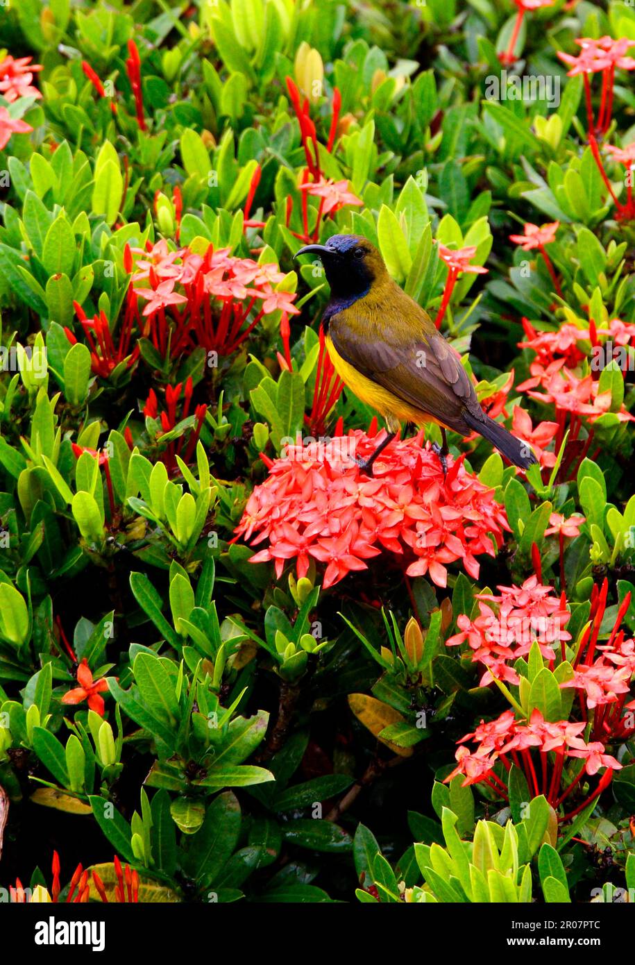 Green-backed Sunbirds, Green-backed Sunbirds, Green-backed Sunbirds ...