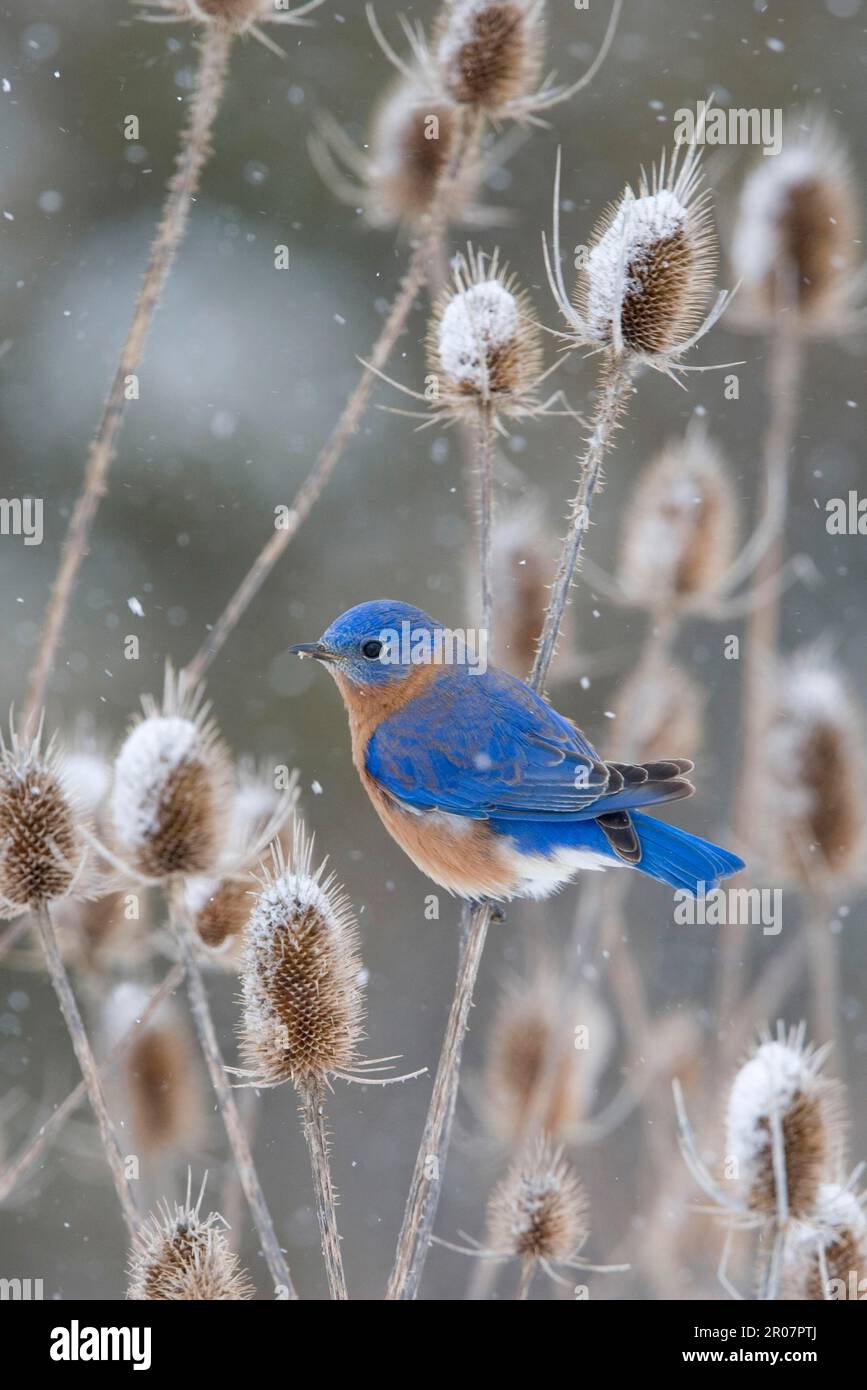 Male eastern bluebird in snow hi-res stock photography and images - Alamy