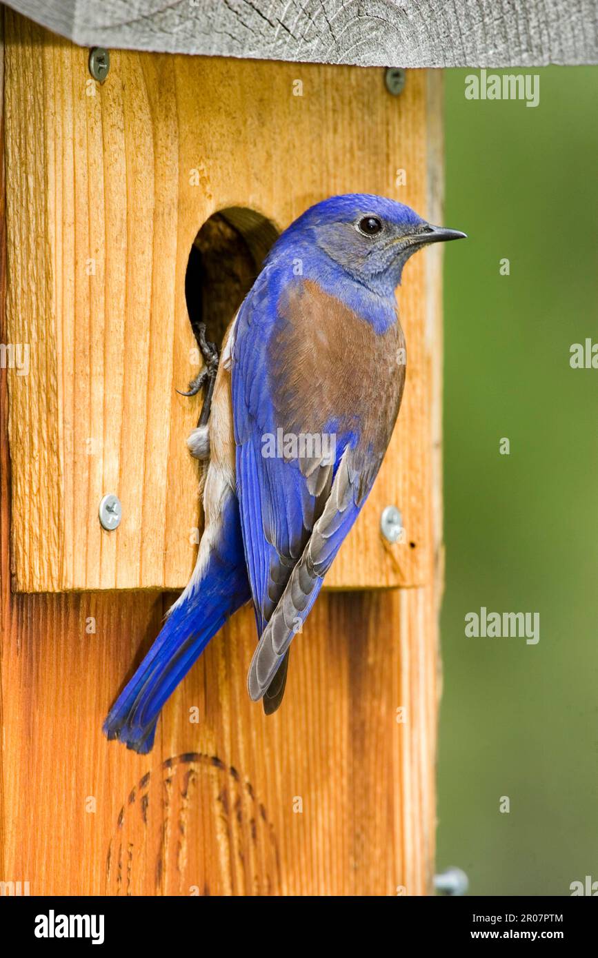 Western Bluebird (Sialia mexicana) adult male, perched at nestbox hole ...