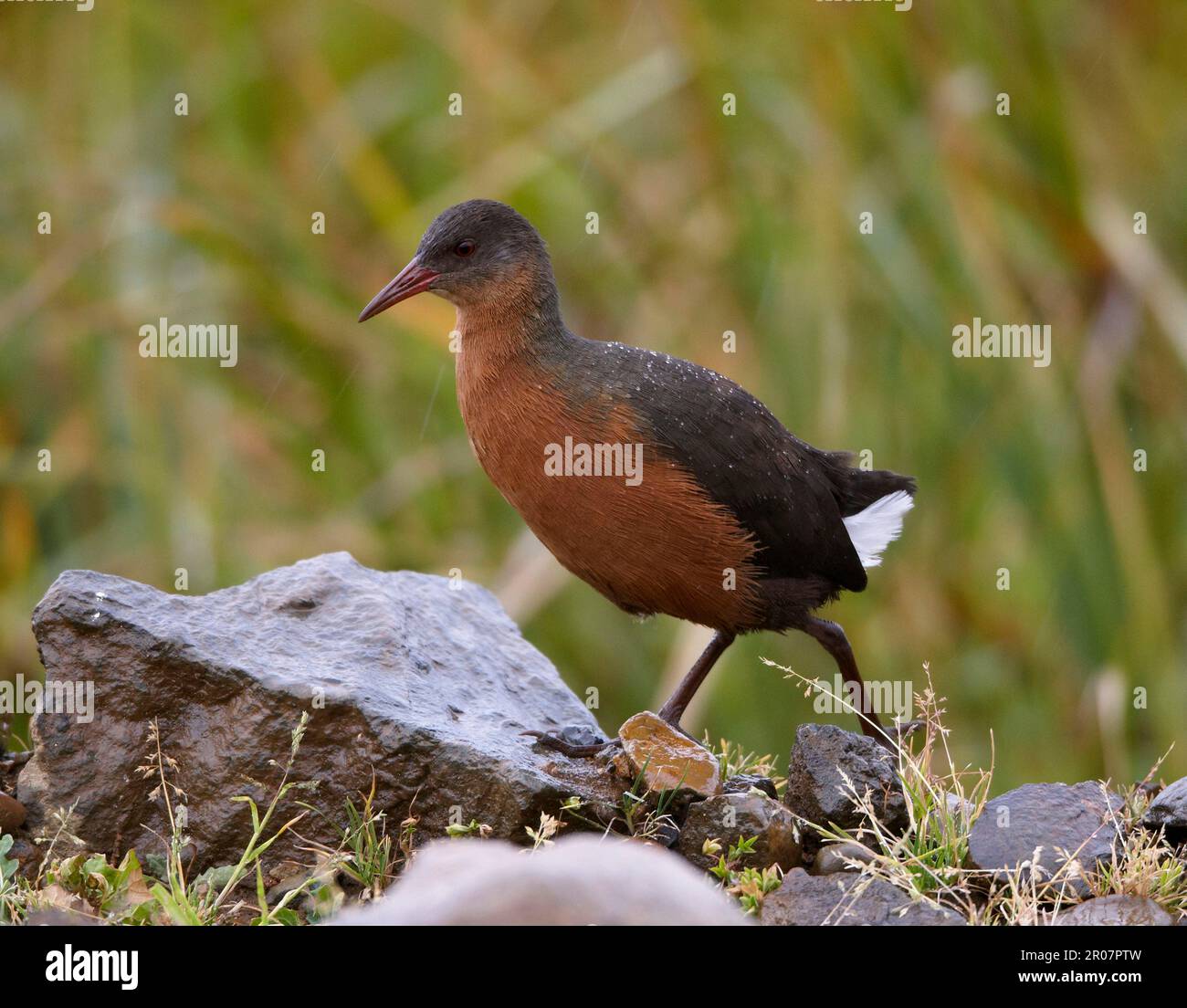 Rouget's rouget's rail (Rougetius rougetii), adult, walking on rocks in ...