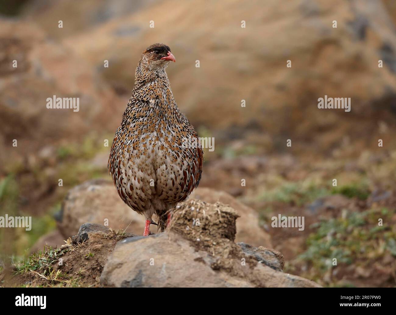 Adult chestnut-naped francolin (Francolinus castaneicollis) with ...