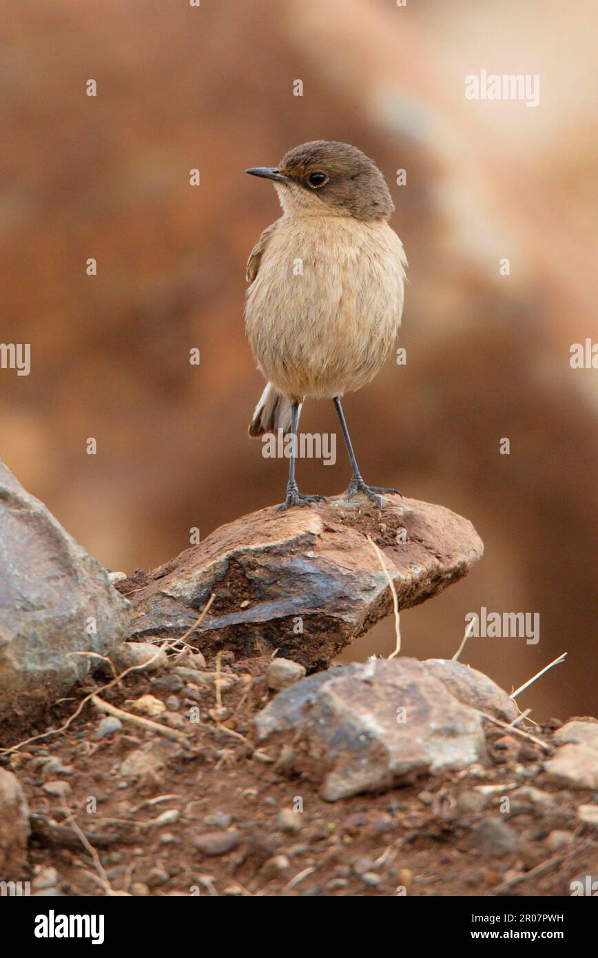 Moorland chat (Cercomela sordida), songbirds, animals, birds, Moorland ...
