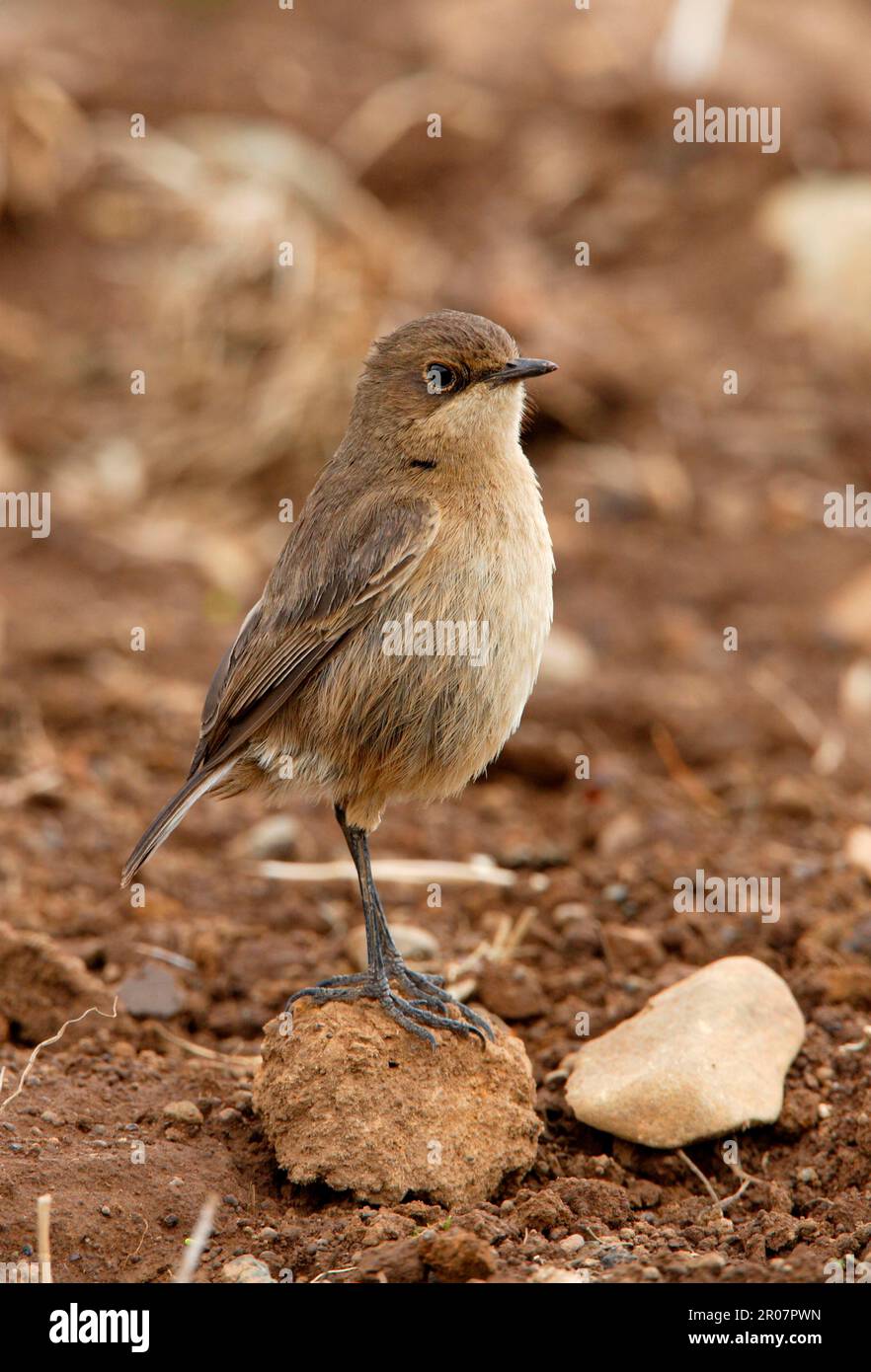 Moorland chat (Cercomela sordida), songbirds, animals, birds, Moorland ...