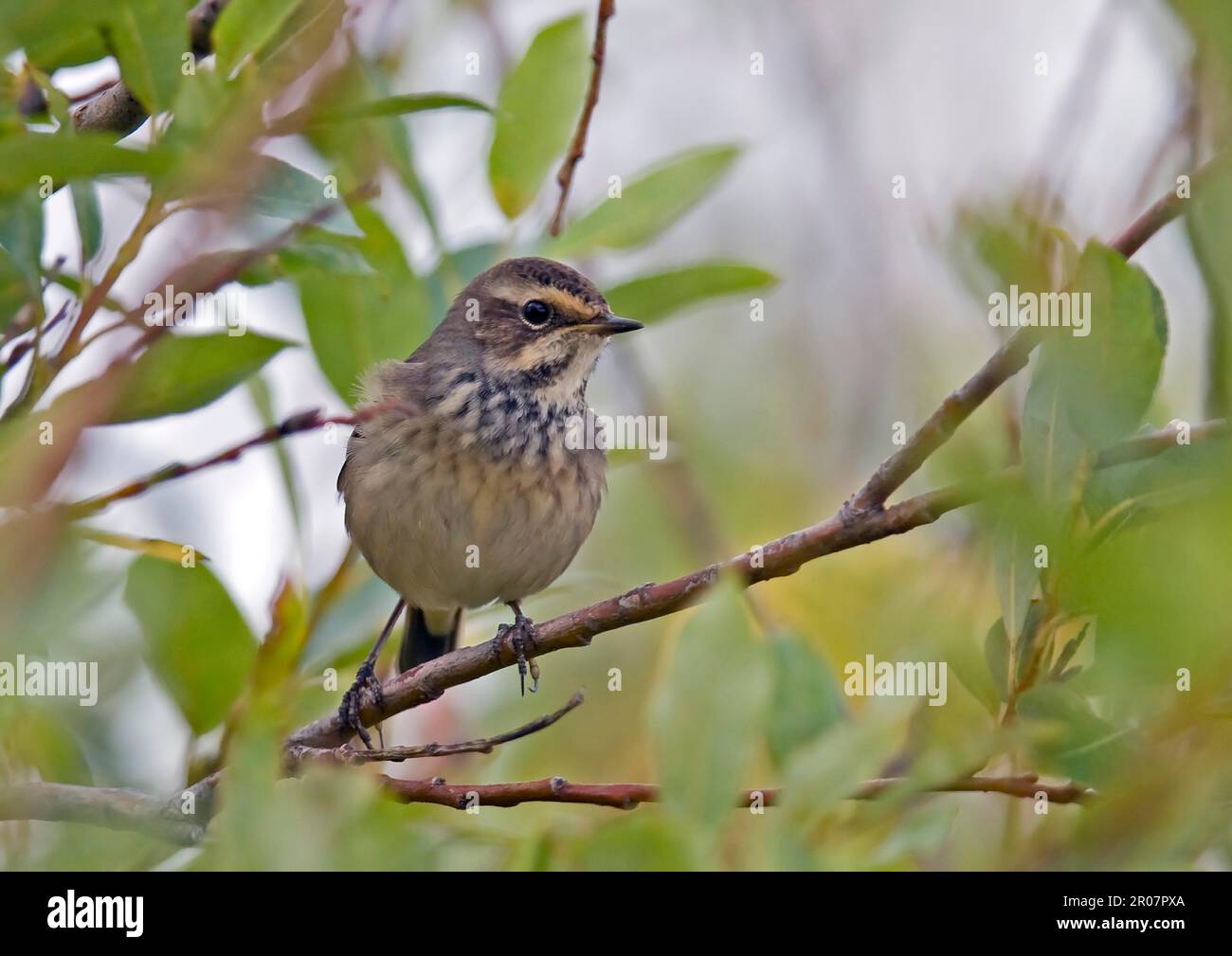 Red-spotted bluethroat (Luscinia svecica svecica), Red-spotted ...