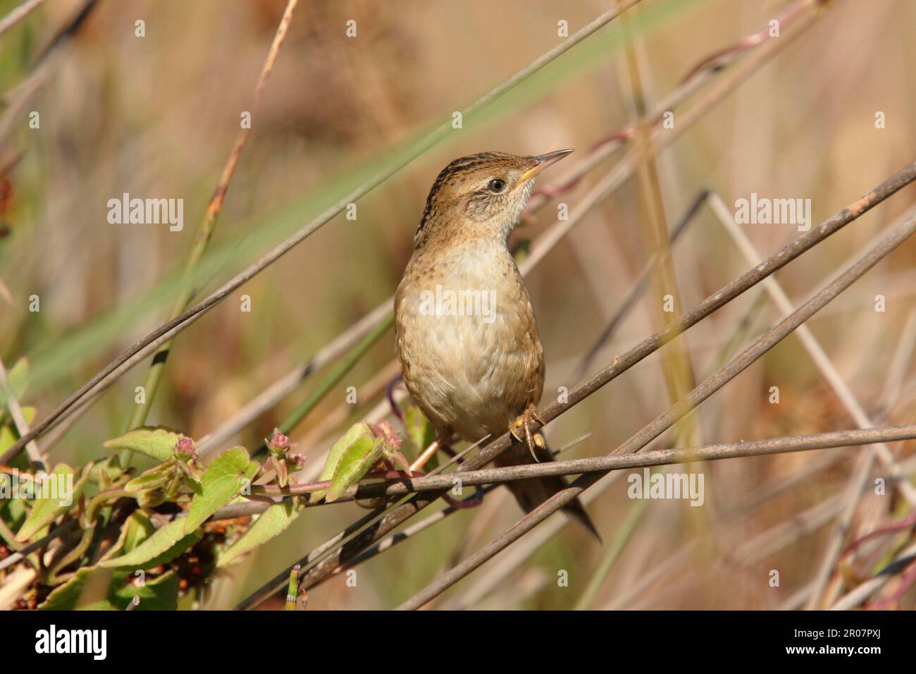 Bay-capped wren-spinetail (Spartonoica maluroides) juvenile, perched on ...