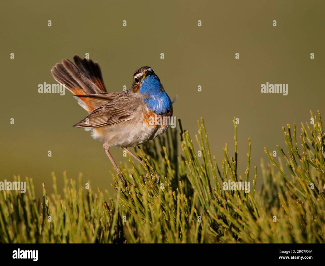White-spotted Bluethroat (Luscinia svecica cyanecula) adult male ...