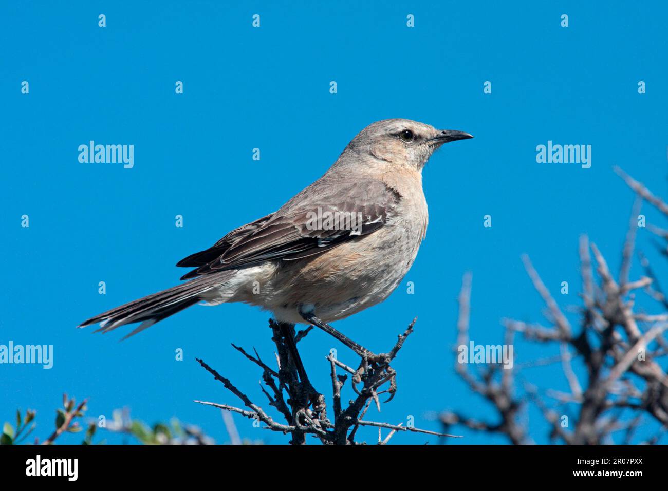 Patagonian mockingbirds hi-res stock photography and images - Alamy