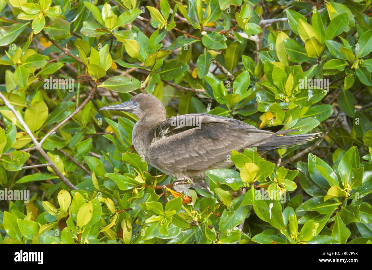 Red-footed booby (Sula sula), Booby, Ruddy-footed, Animals, Birds, Red ...